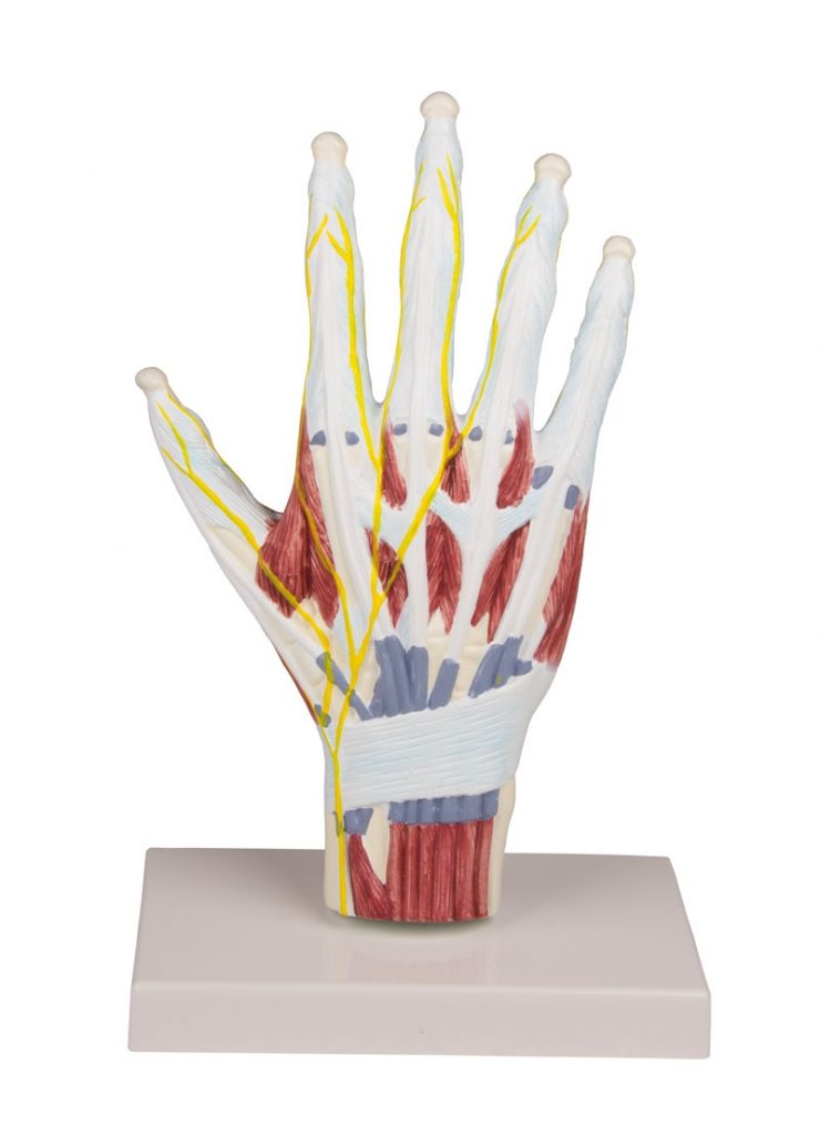 Hand Anatomy Structure Model » Science Power Bangladesh SPB