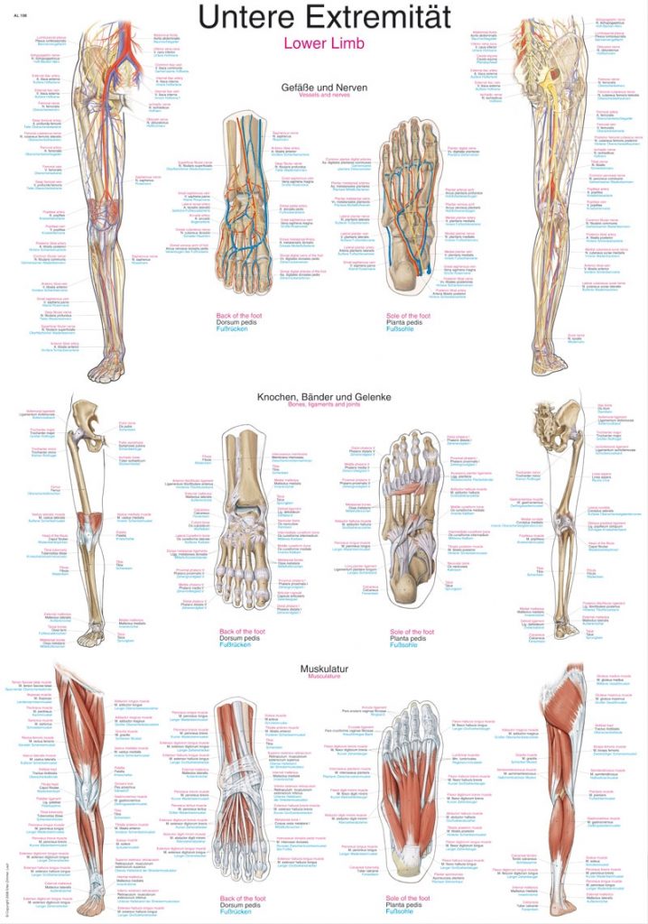 Anatomical Chart Lower Limb » Science Power Bangladesh SPB